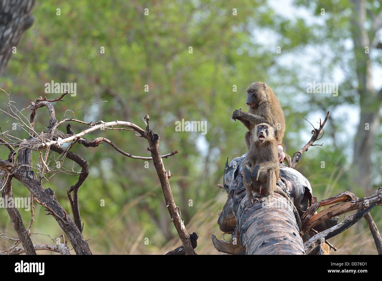 Dead baboon hi-res stock photography and images - Alamy