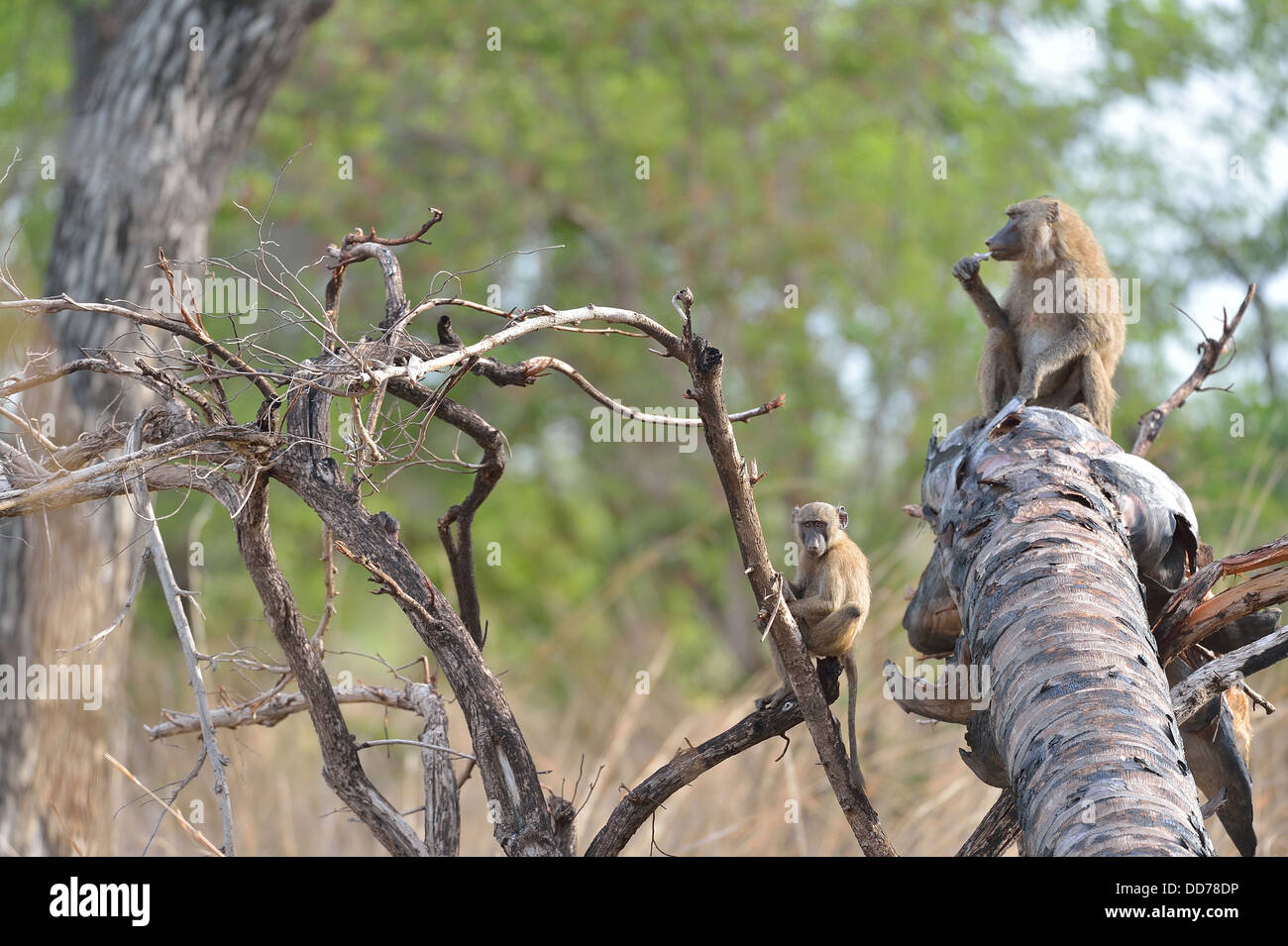 Yellow baboon - Savanna baboon (Papio cynocephalus) pair sitting on a ...