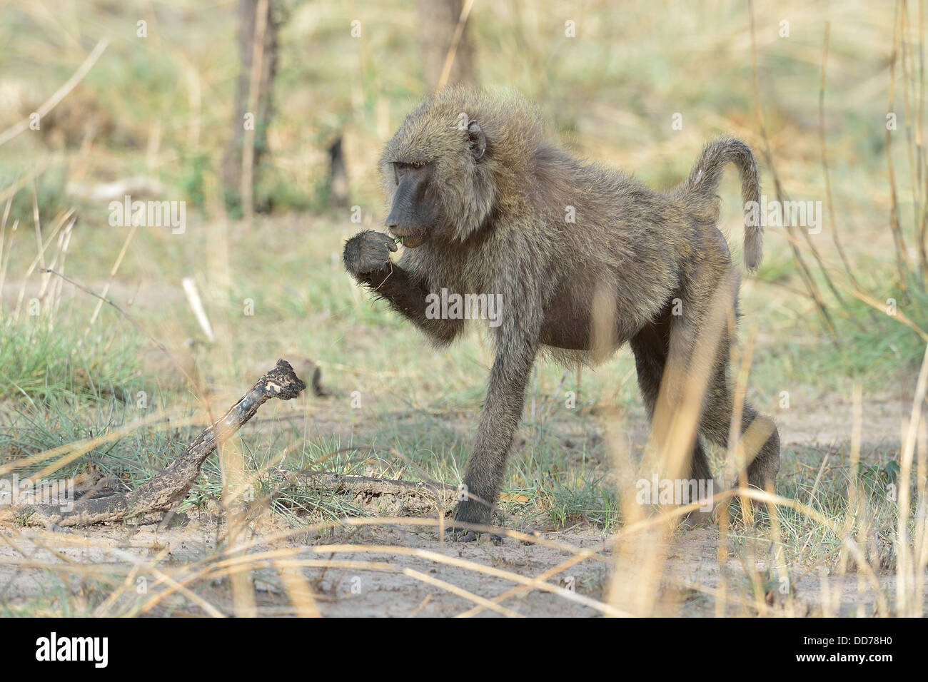 Savanna Baboon High Resolution Stock Photography and Images - Alamy
