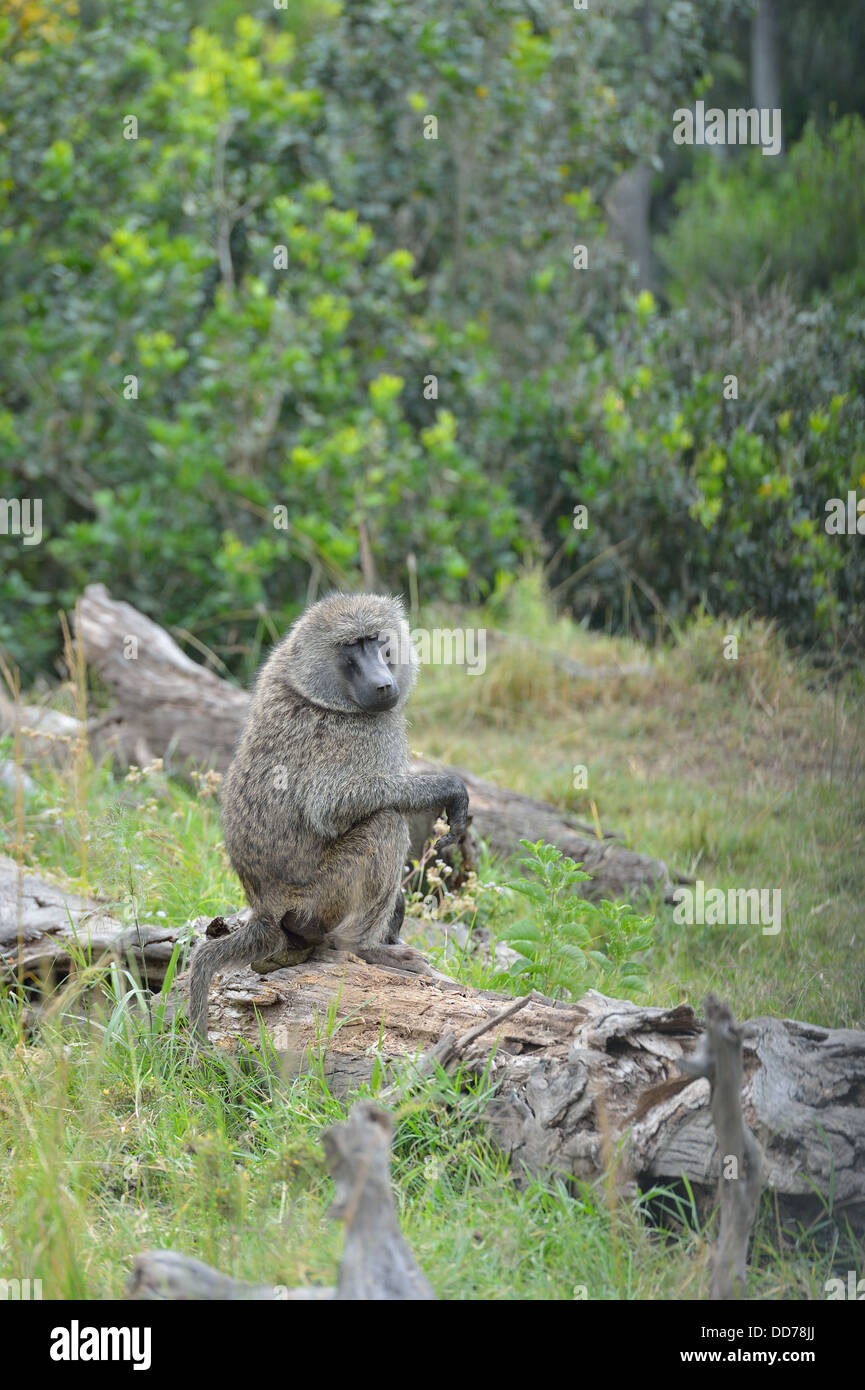 Yellow baboon - Savanna baboon (Papio cynocephalus) adult sitting on a ...