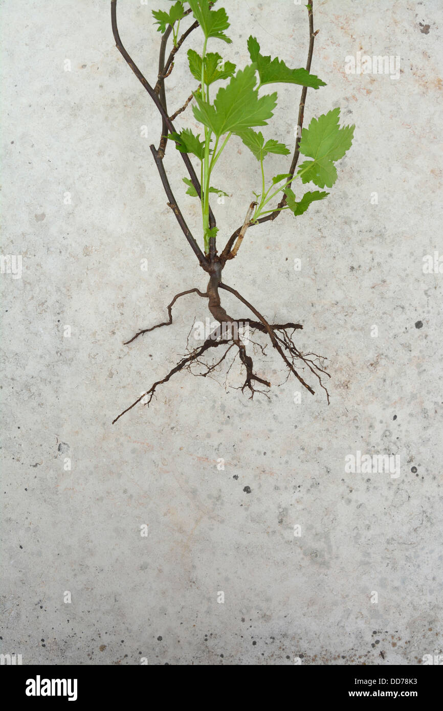 Weed with root, close up Stock Photo - Alamy