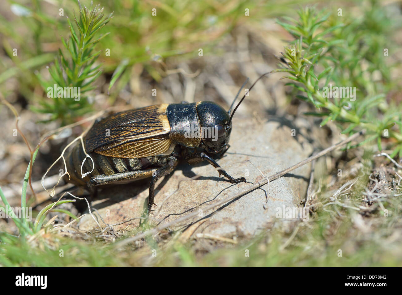 Gryllus campestris stridulation hi-res stock photography and images - Alamy