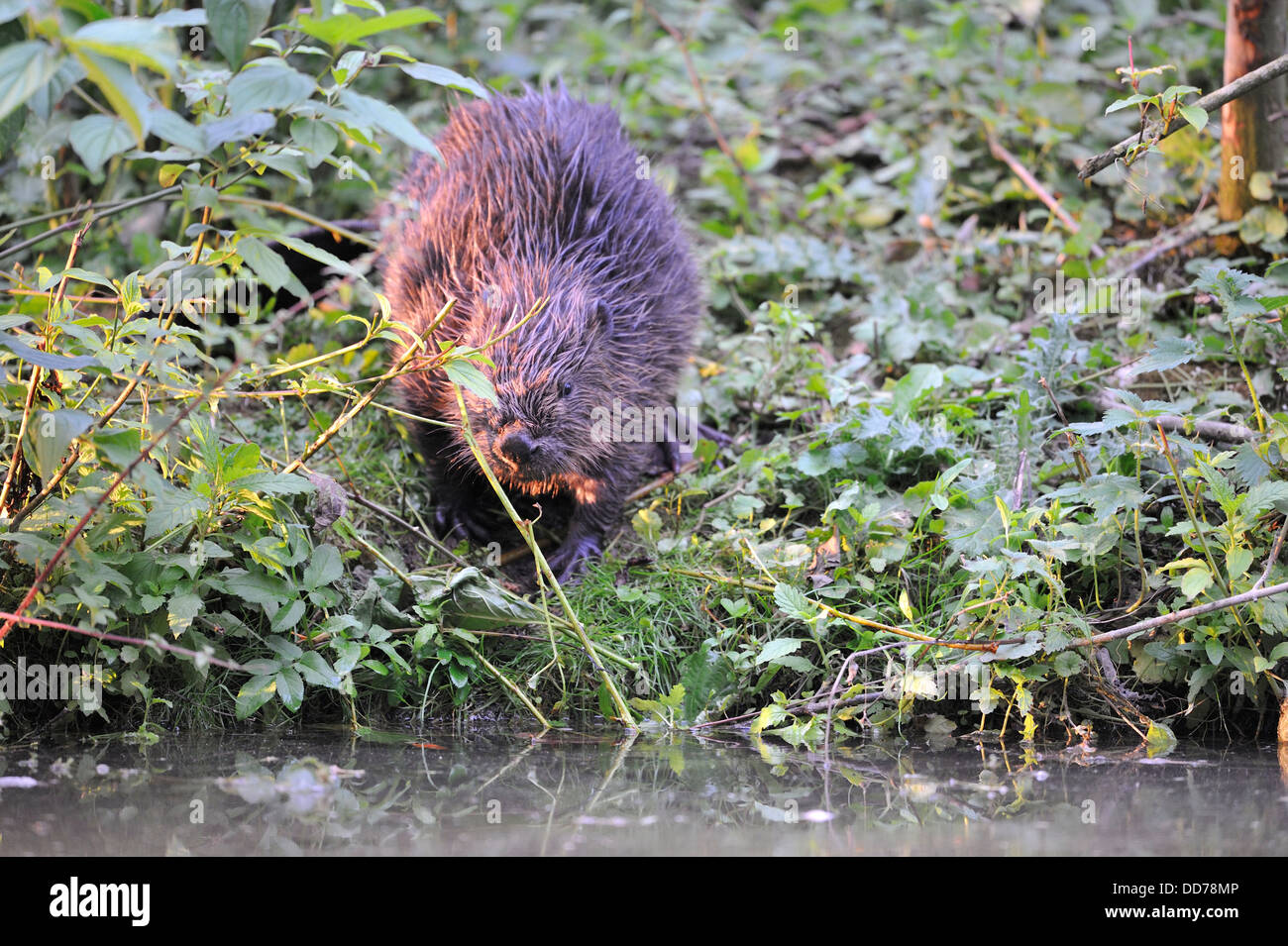 Eurasian Beaver (Castor fiber) young going to the water in summer Stock ...