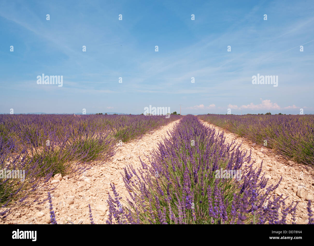 French lavender fields Stock Photo - Alamy