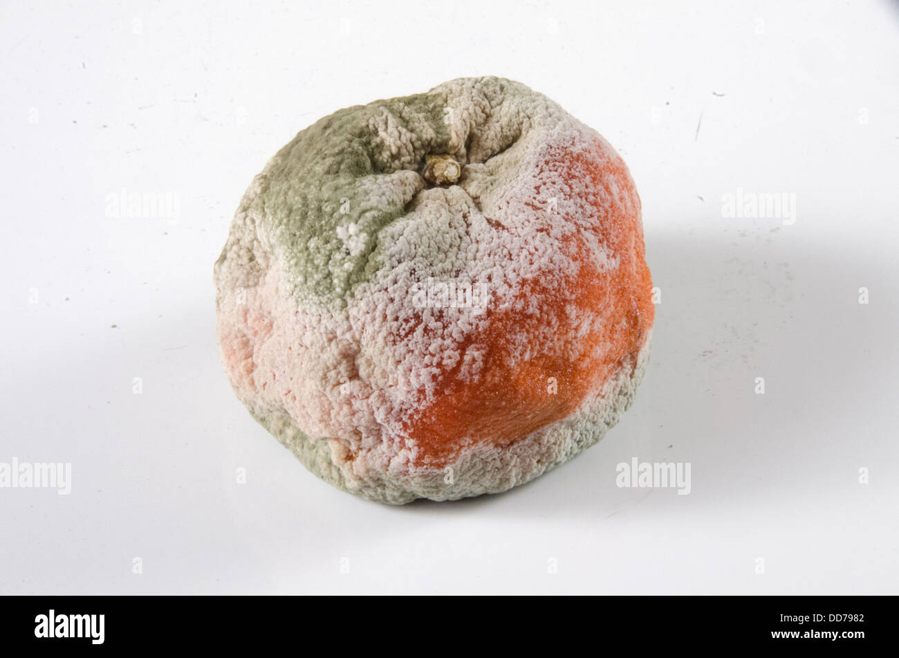 Old rotten orange Stock Photo - Alamy
