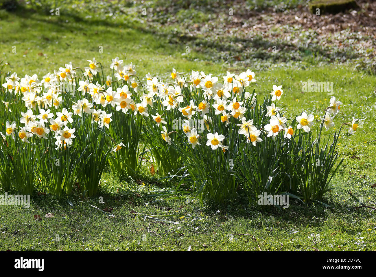 narcissus flowers - sign of spring Stock Photo - Alamy