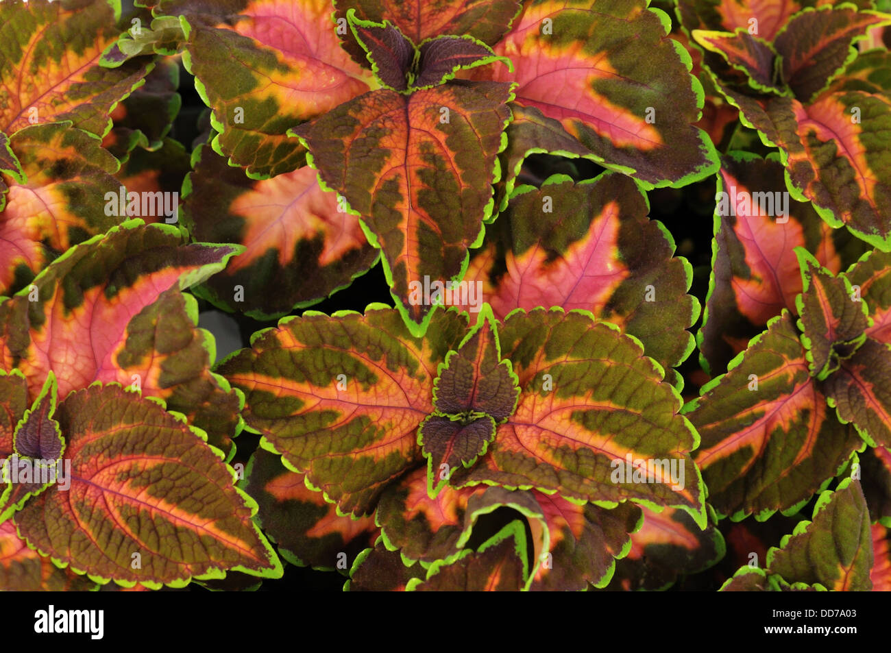 Multicolor coleus hi-res stock photography and images - Alamy