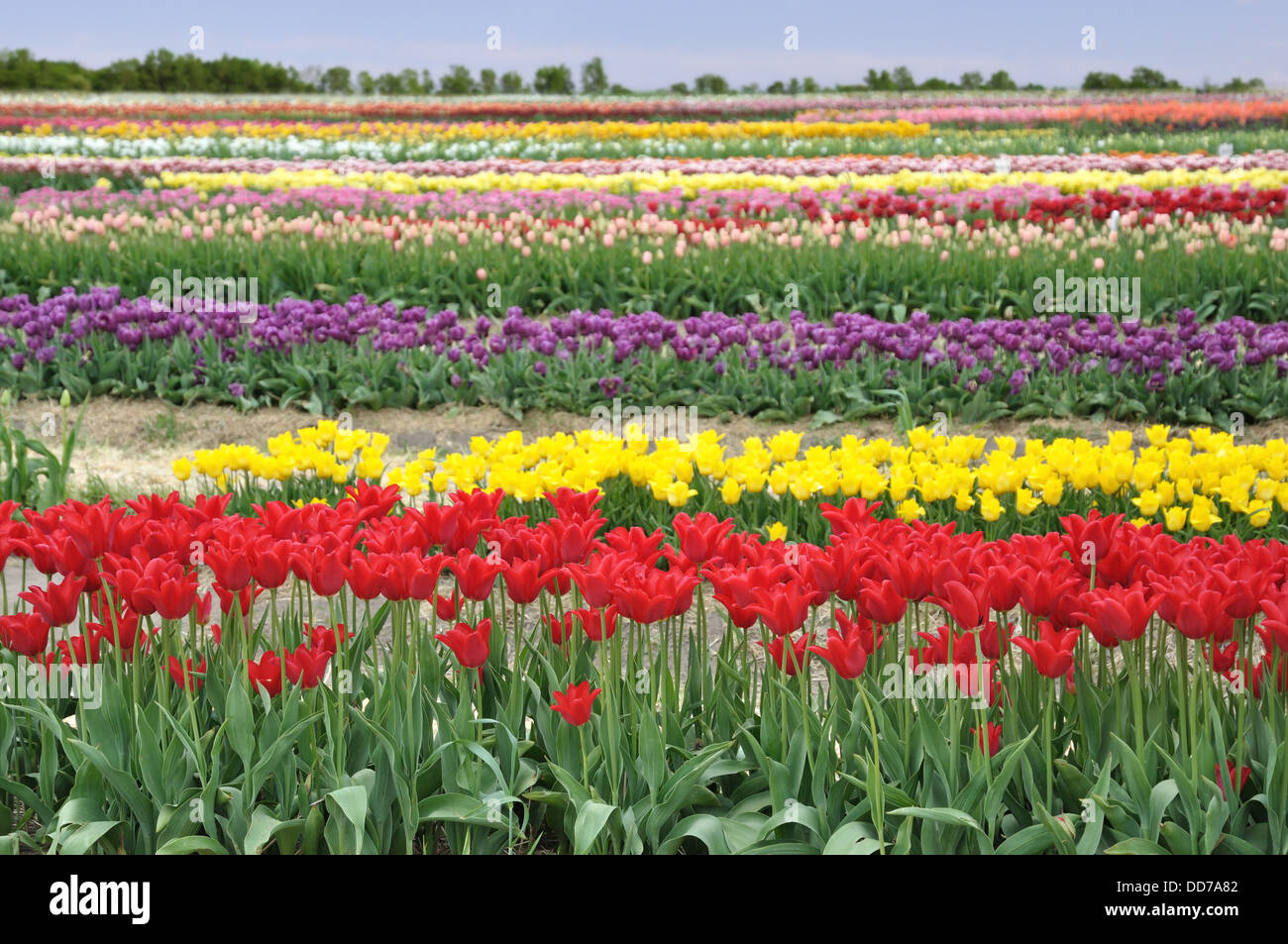 Field arrangement hi-res stock photography and images - Alamy