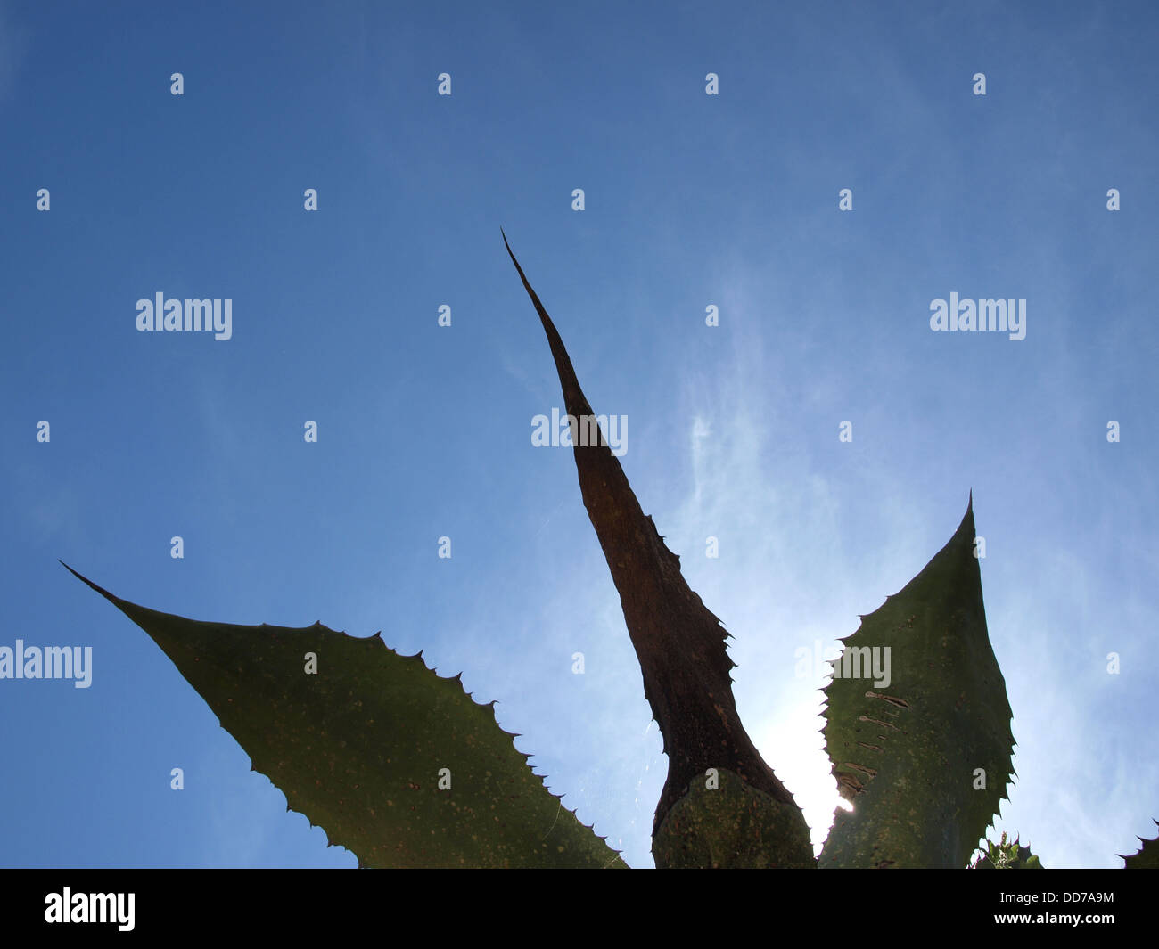 Agave leaves hi-res stock photography and images - Alamy