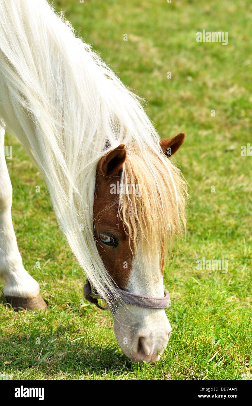 Outdoor horse portrait hi-res stock photography and images - Alamy