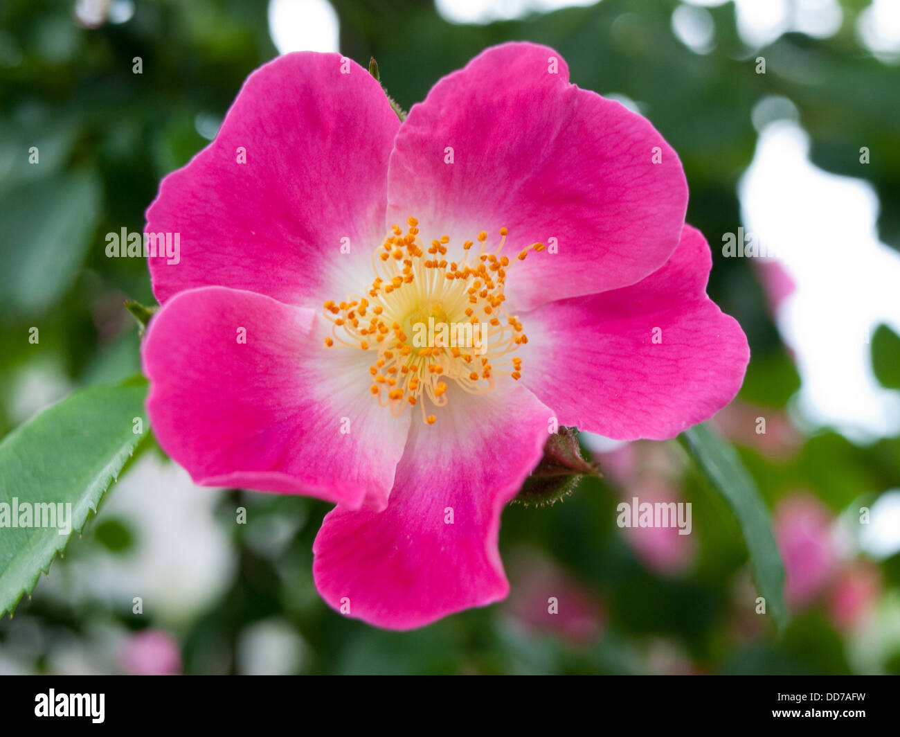 flower of rose hips Stock Photo - Alamy