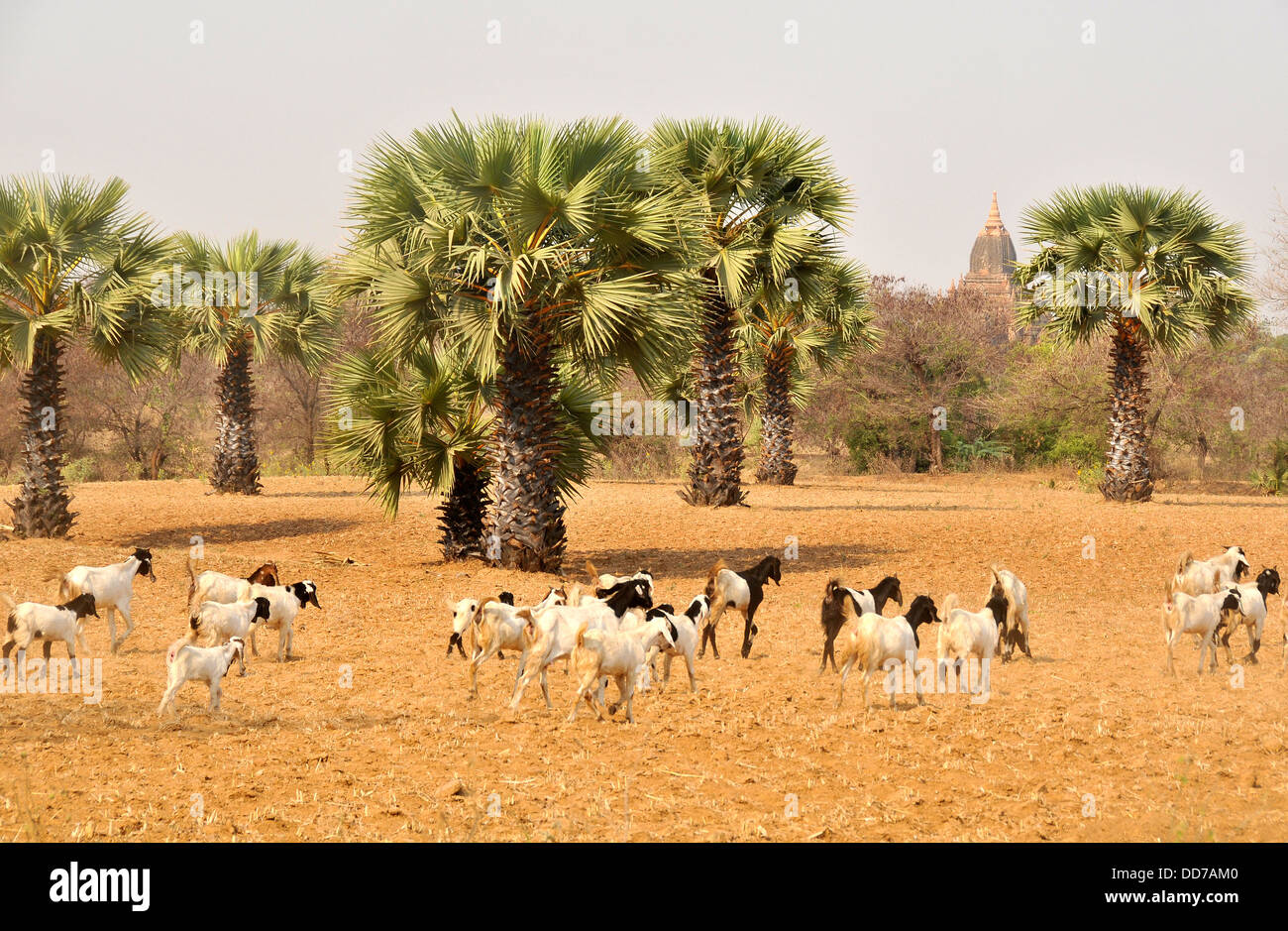 Bagan farm field palm trees hi-res stock photography and images - Alamy