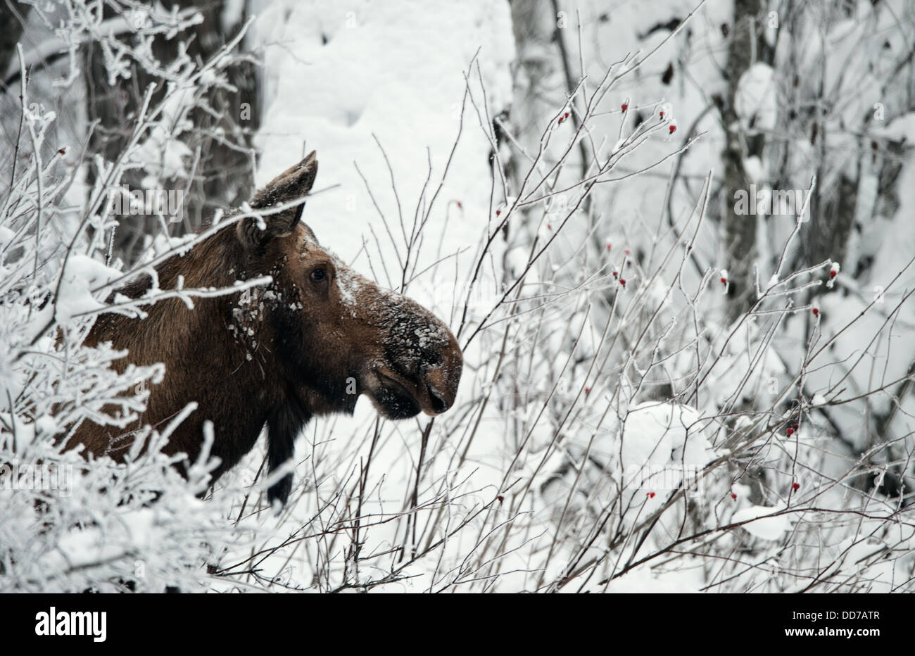Winter Portrait of an moose Stock Photo - Alamy