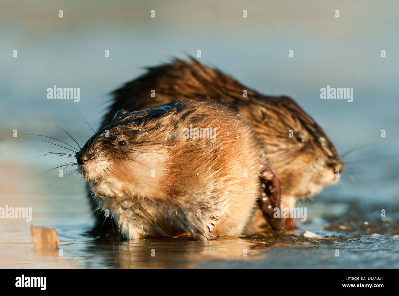 Two muskrats hi-res stock photography and images - Alamy