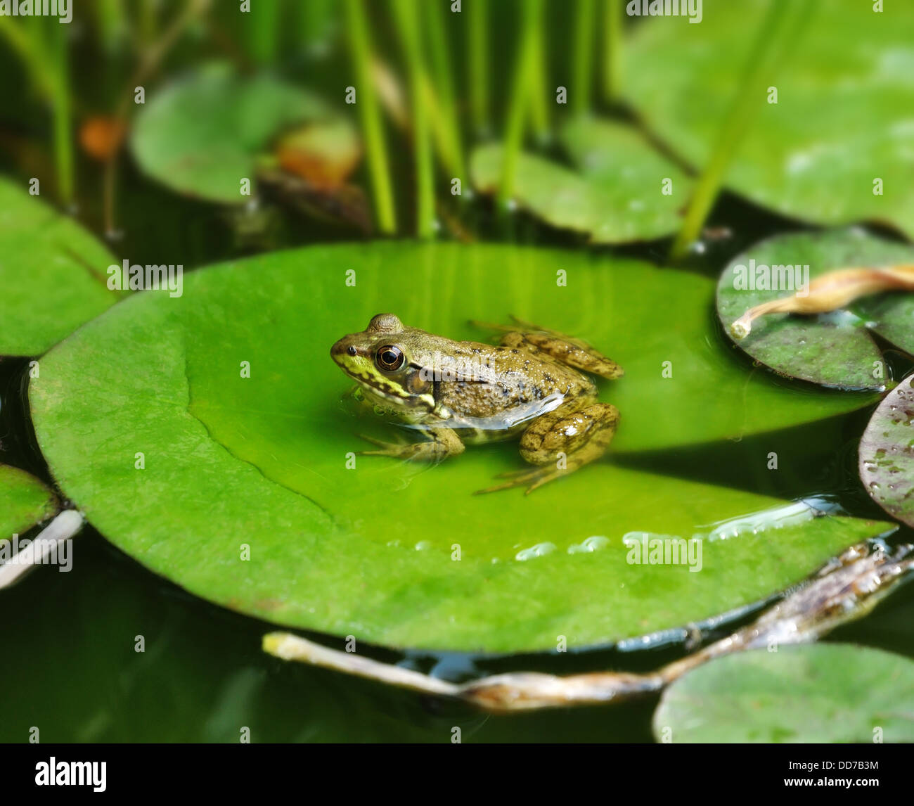 Frog ecosystem hi-res stock photography and images - Alamy