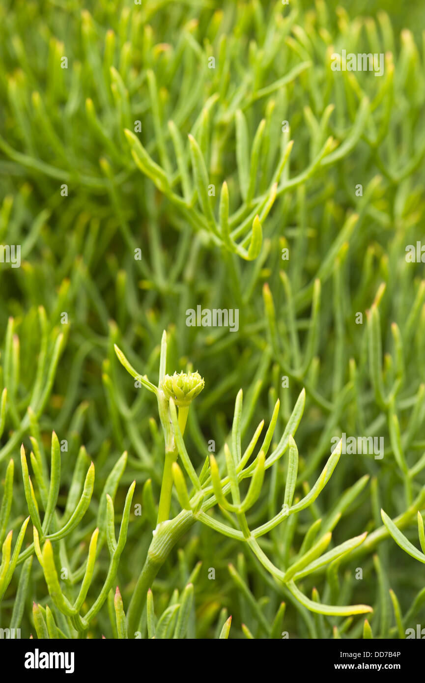 Rock Samphire or Sea Fennel, Crithmum maritimum Stock Photo - Alamy