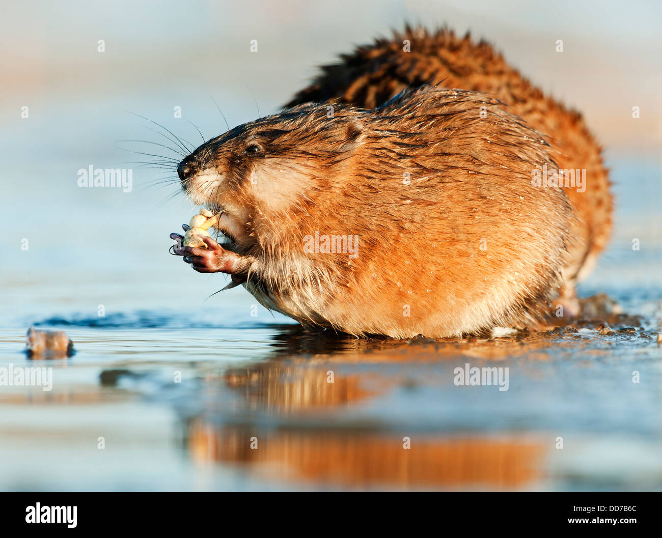 White muskrat hi-res stock photography and images - Alamy