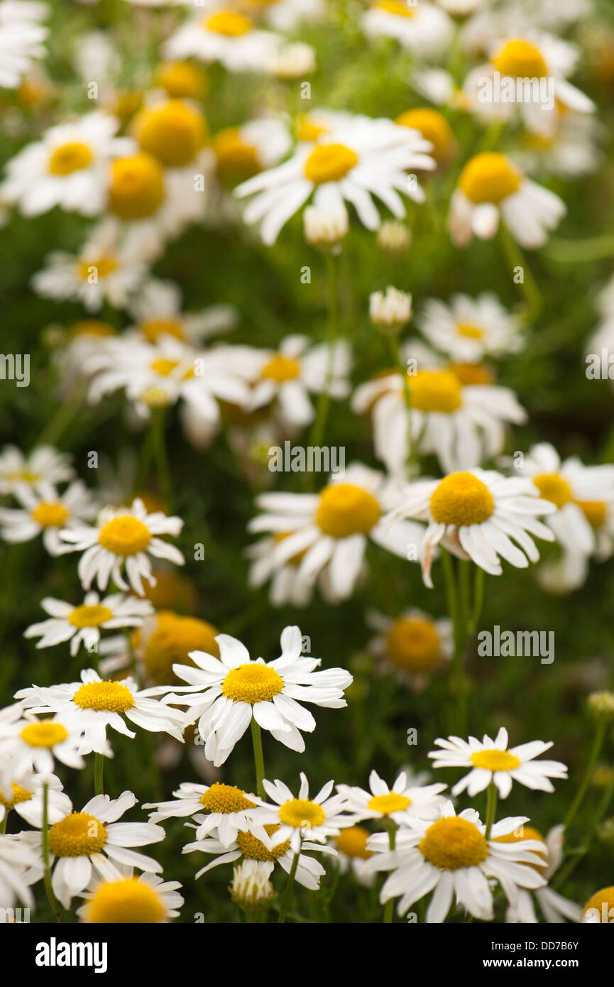Sea Mayweed, Tripleurospermum maritumum, in flower Stock Photo - Alamy