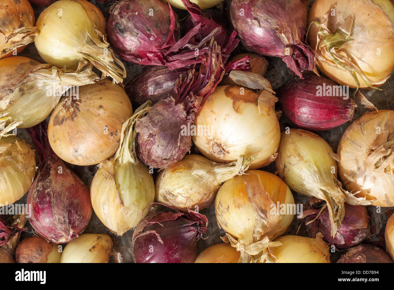 Bulb ripe red onion hi-res stock photography and images - Alamy