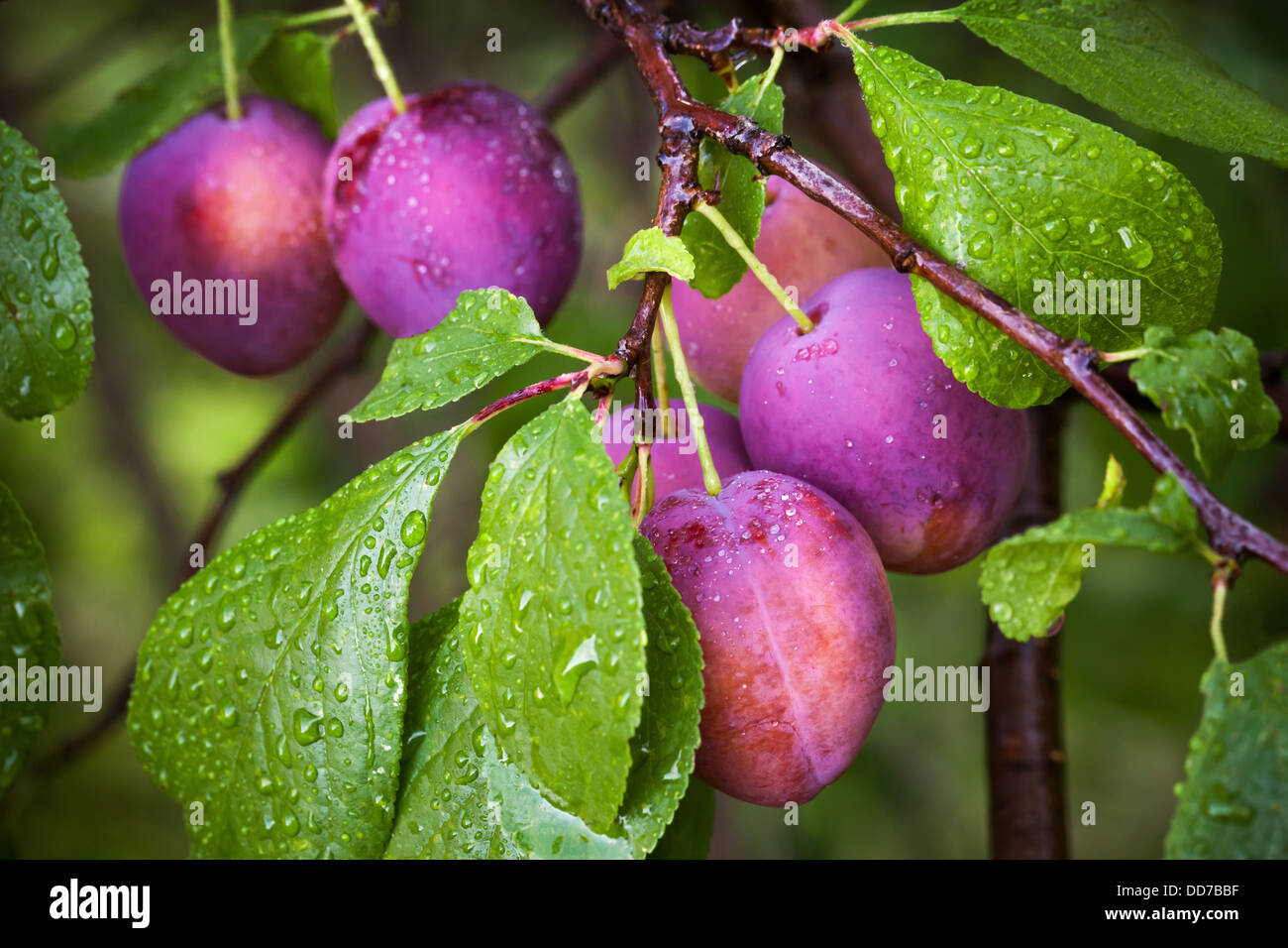 Ripe red plums on the branch with dew Stock Photo - Alamy