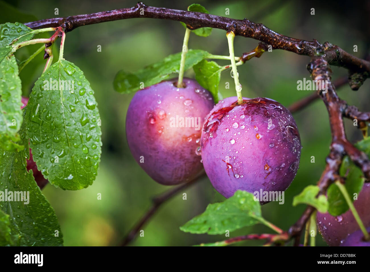 Two ripe red plums on the branch with dew droplets Stock Photo - Alamy