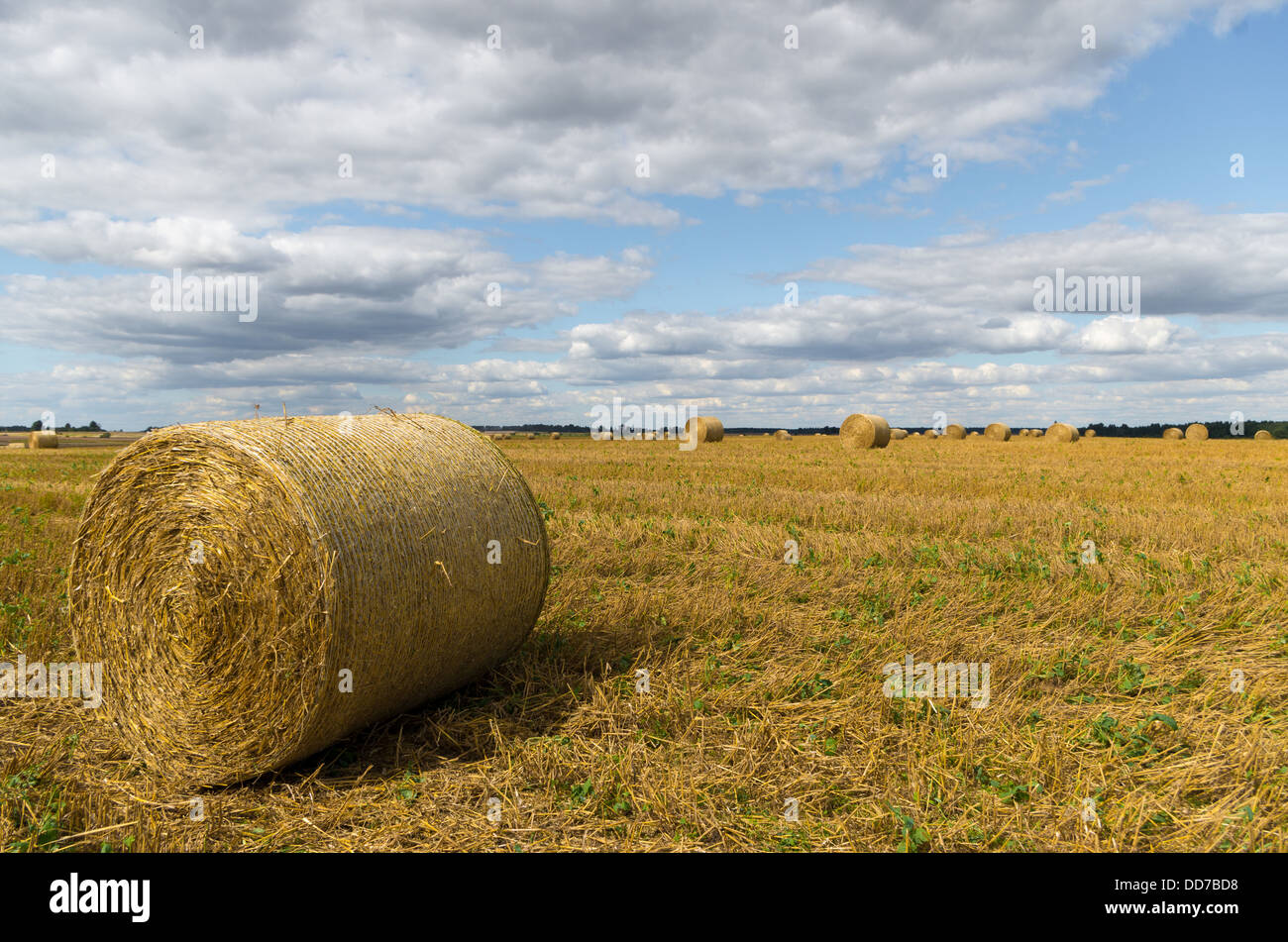 Large freshly baled round hay bales stacked out in the farm field Stock ...