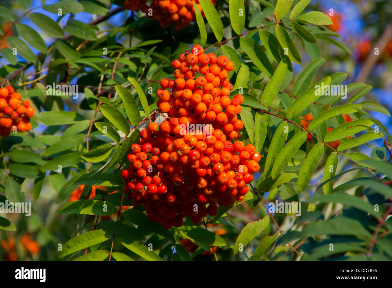 Some fruits of sorbus aucuparia Stock Photo - Alamy