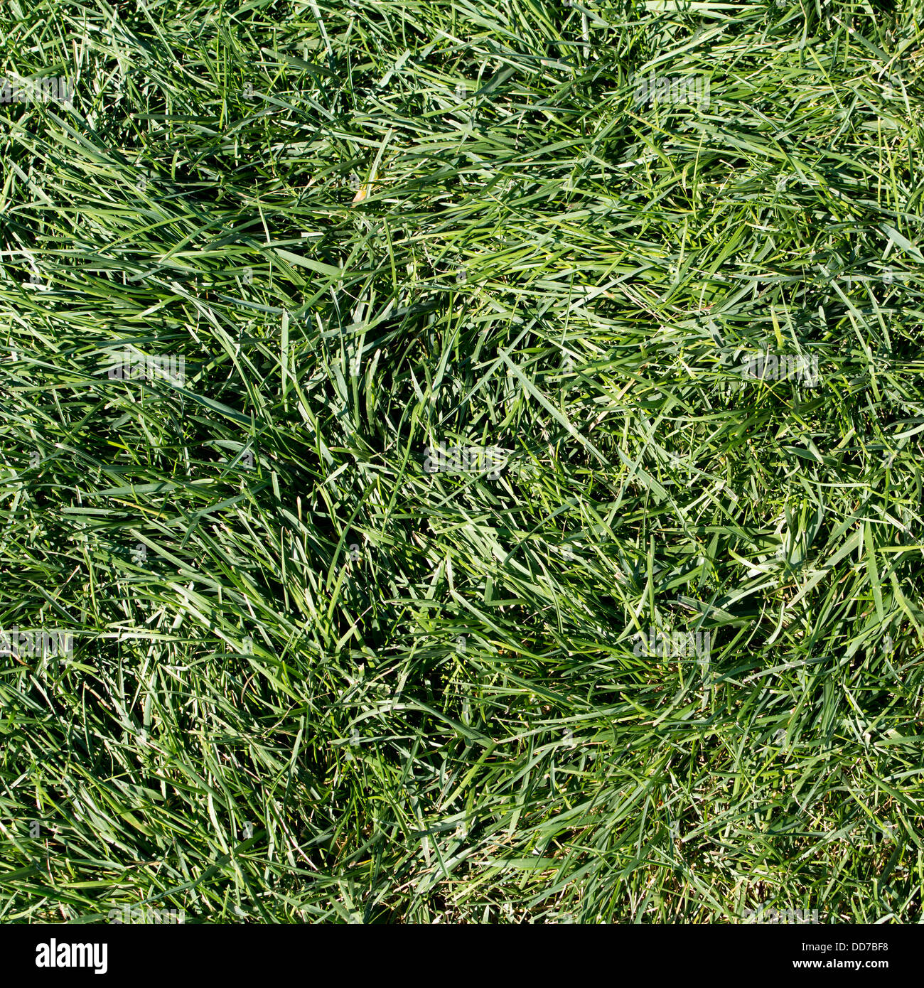 Overhead grass texture hi-res stock photography and images - Alamy