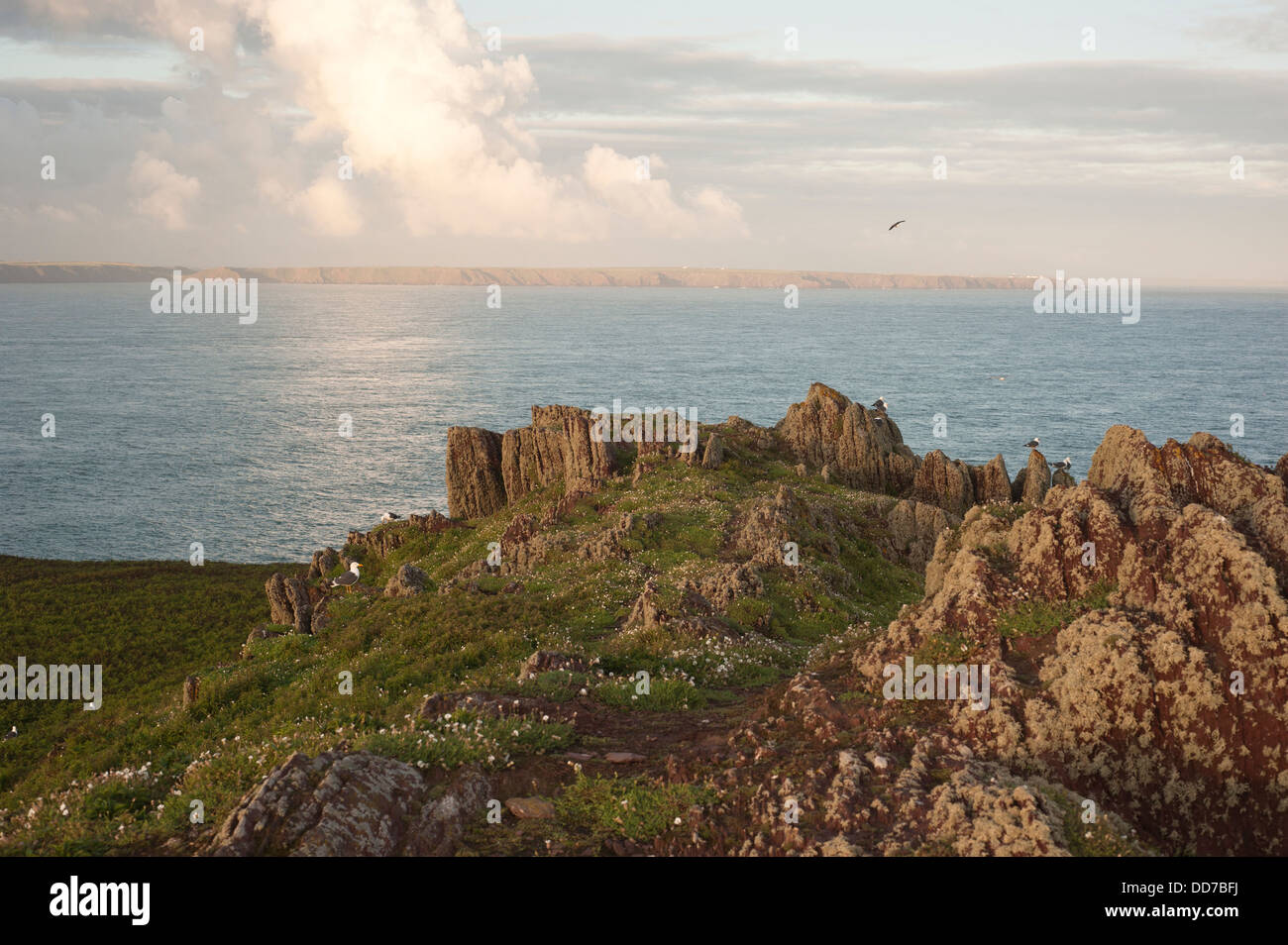 Pembrokeshire park nature reserve hi-res stock photography and images ...