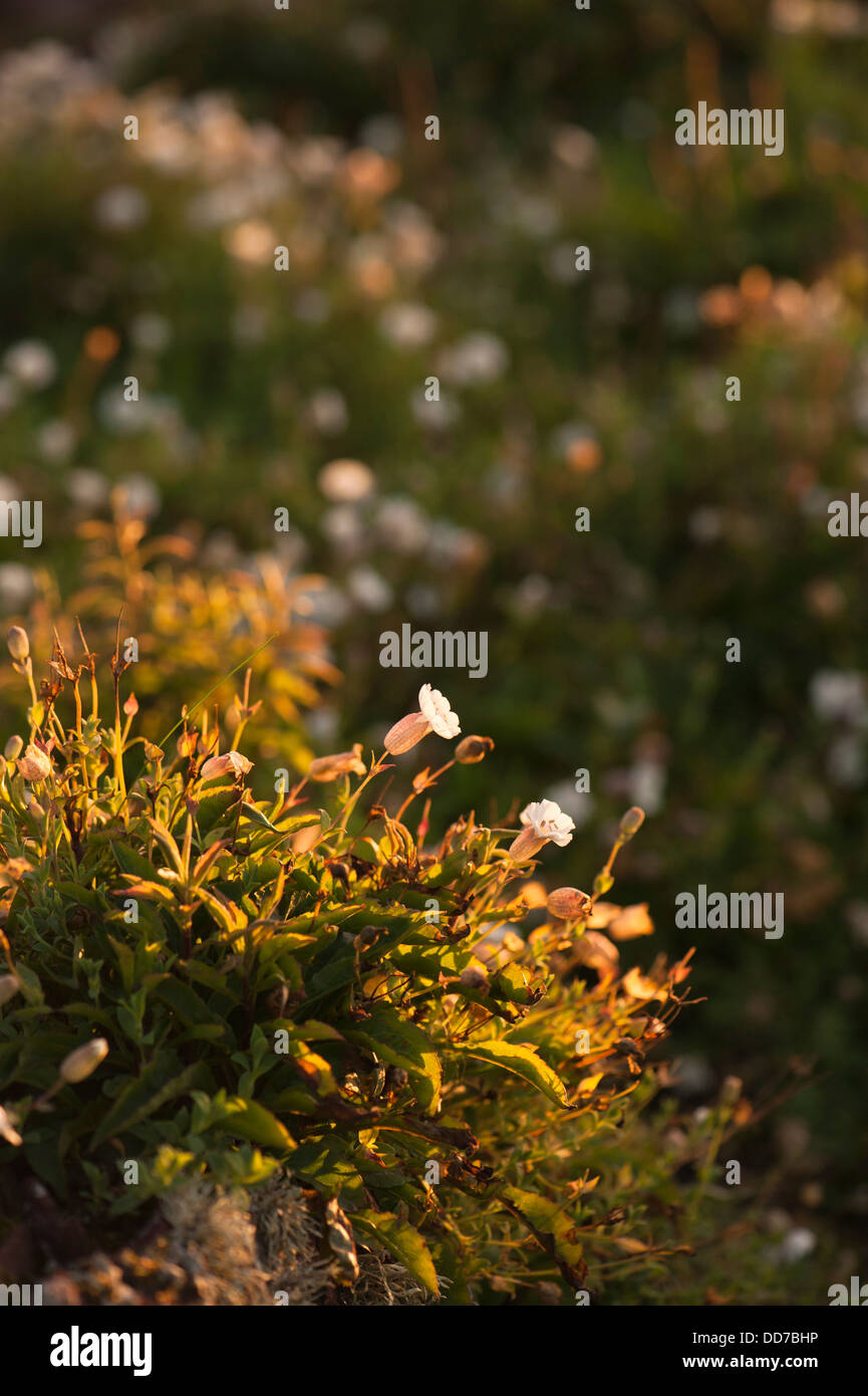 Sea Campion, Silene uniflora, in flower at dusk Stock Photo - Alamy
