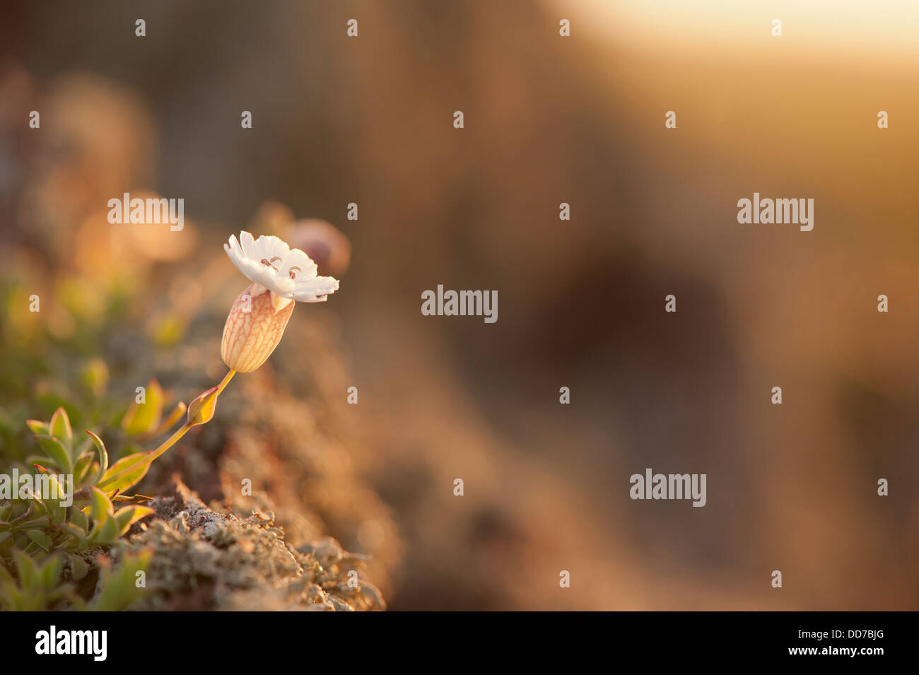 Sea Campion, Silene uniflora, in flower at dusk Stock Photo - Alamy