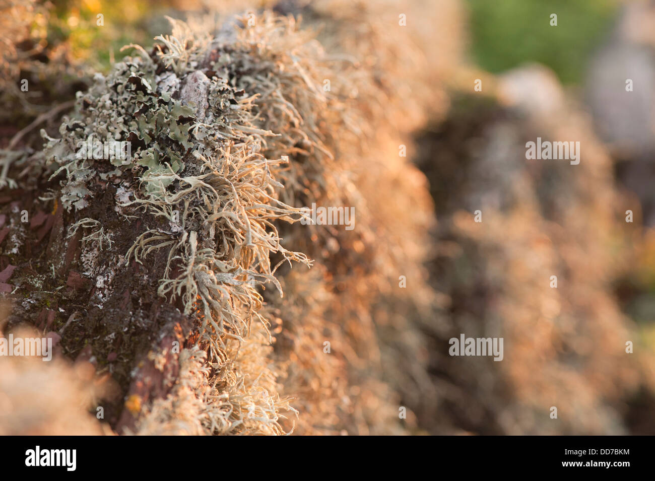 Lichens growing on a rock Stock Photo - Alamy