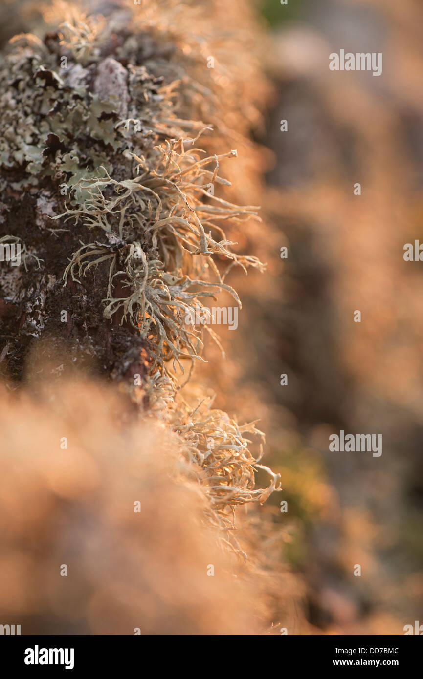 Lichens growing on a rock Stock Photo - Alamy