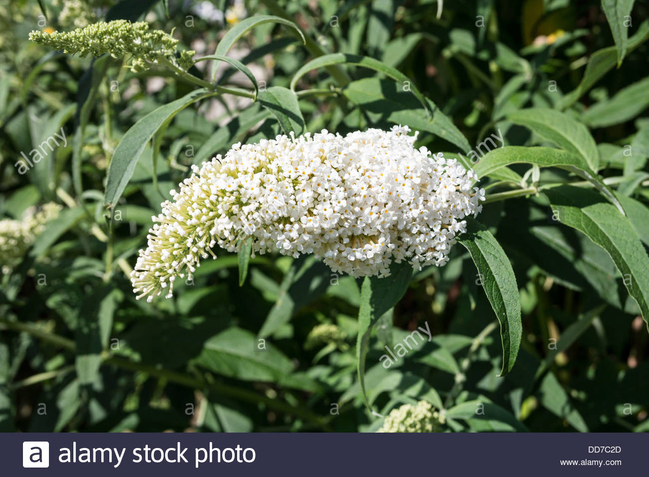 White Buddleia High Resolution Stock Photography and Images - Alamy