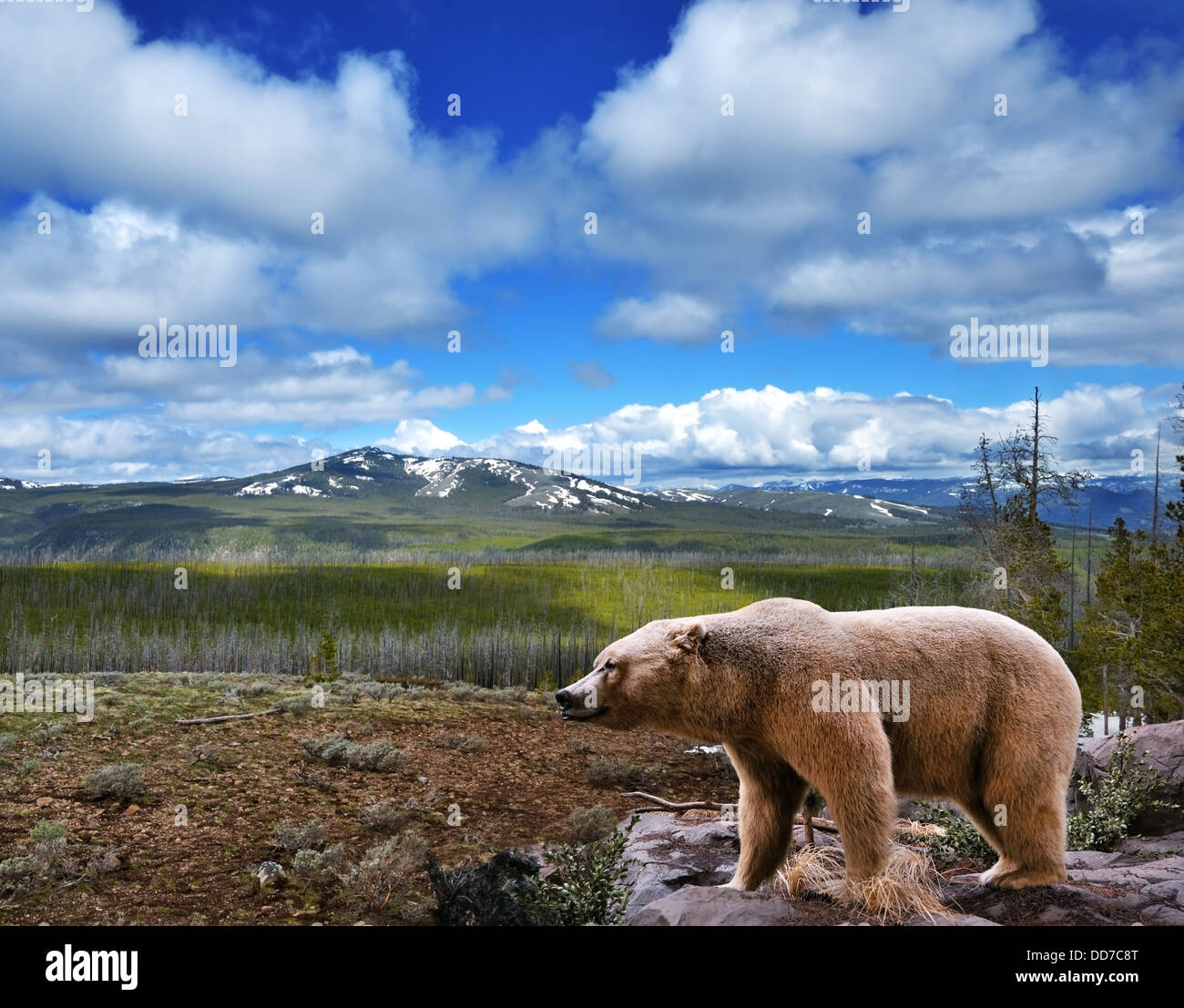 mountain landscape with bear Stock Photo - Alamy