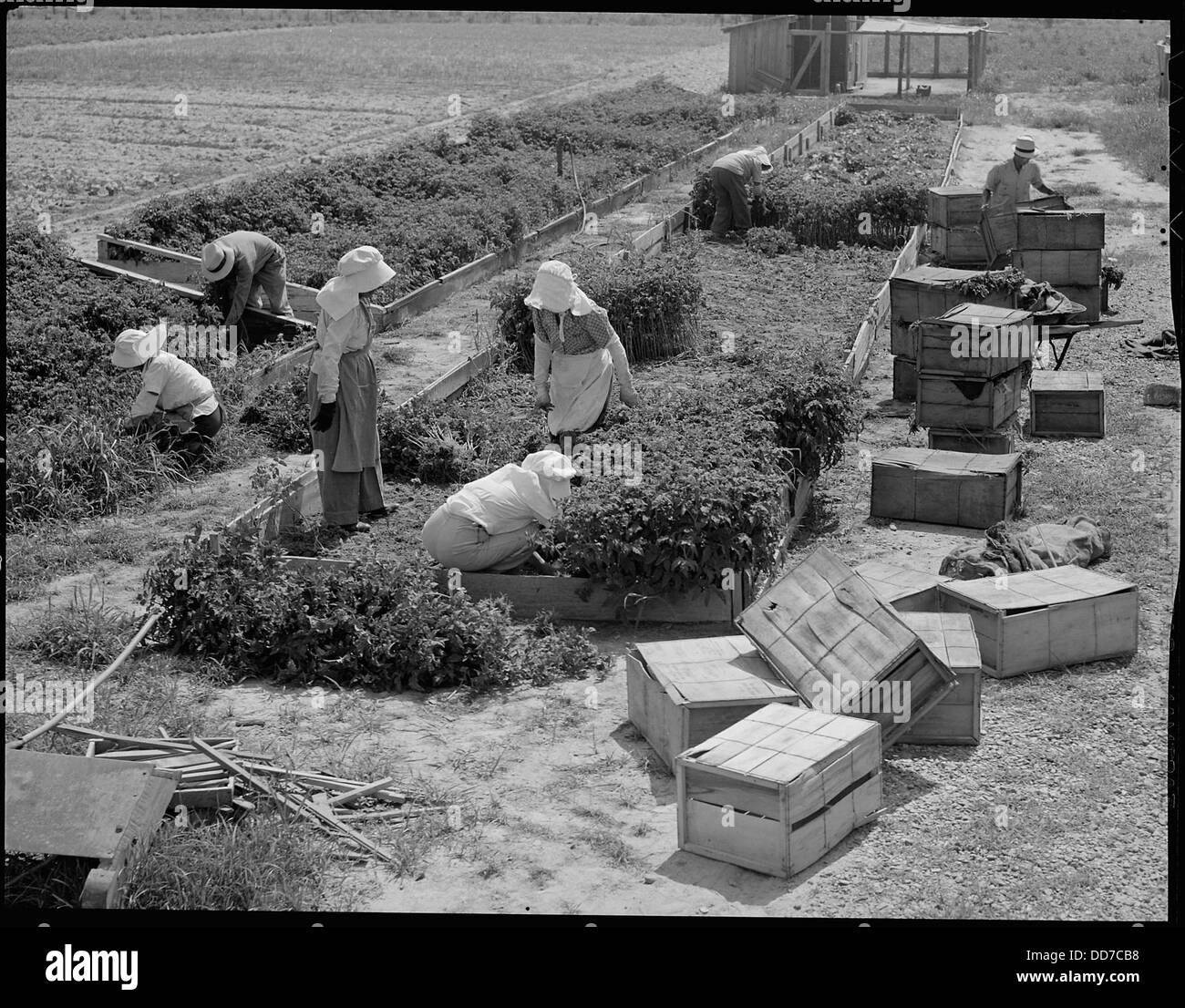 Residents of the Jerome Relocation Center in Denson, Arkansas, salvage ...