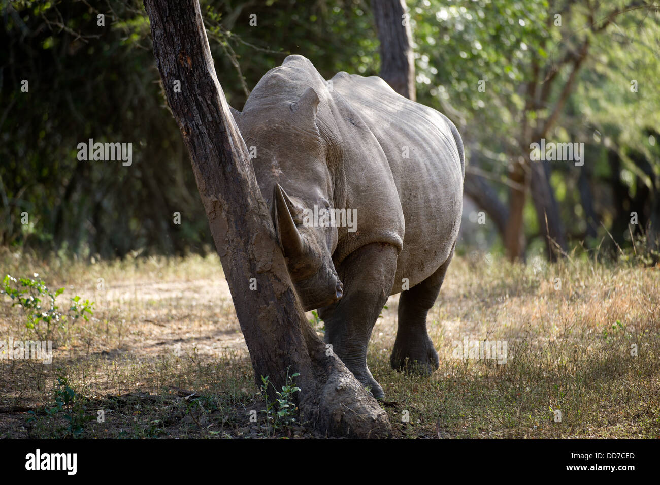 Rhino and tree hi-res stock photography and images - Alamy