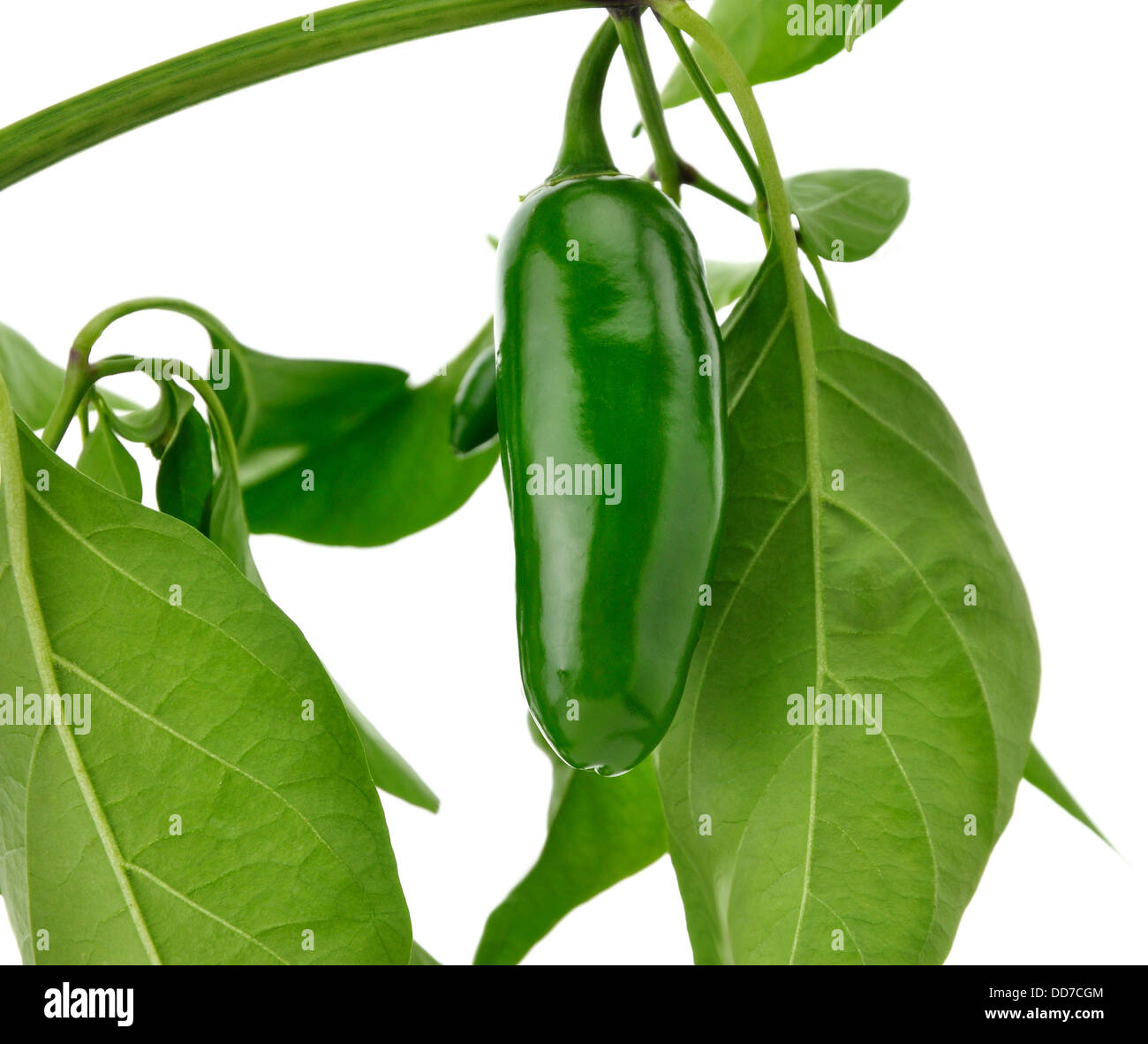 hot green pepper Stock Photo - Alamy