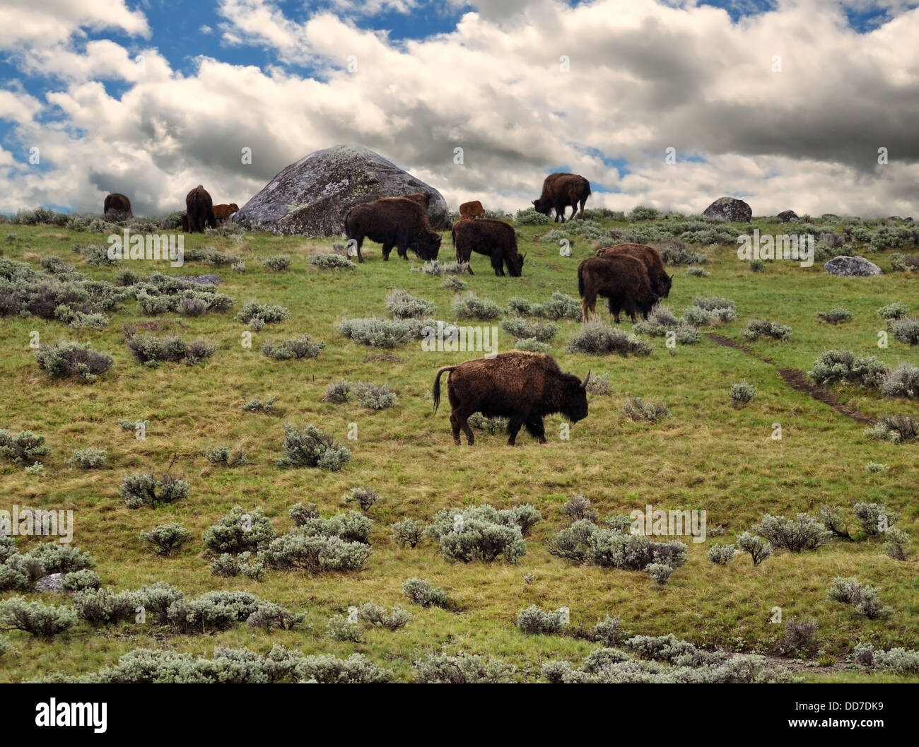 bisons feeding in the mountain Stock Photo - Alamy