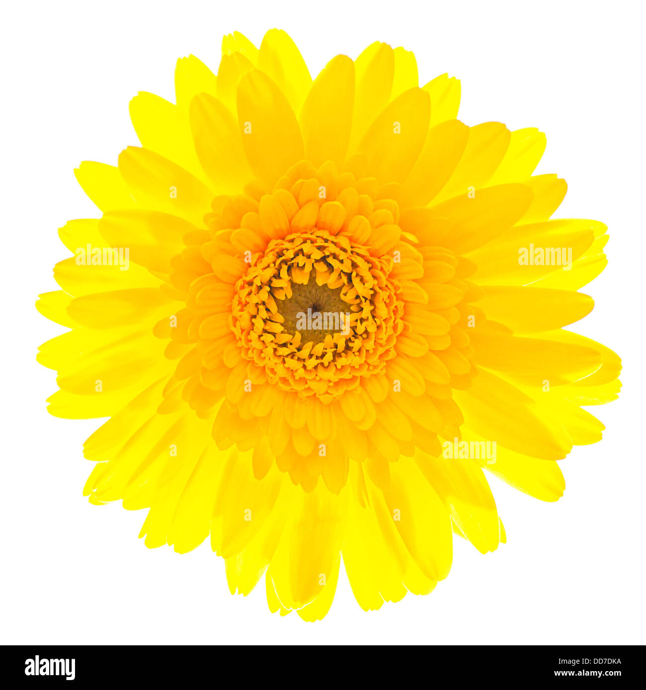 Gerbera asteraceae hi-res stock photography and images - Alamy
