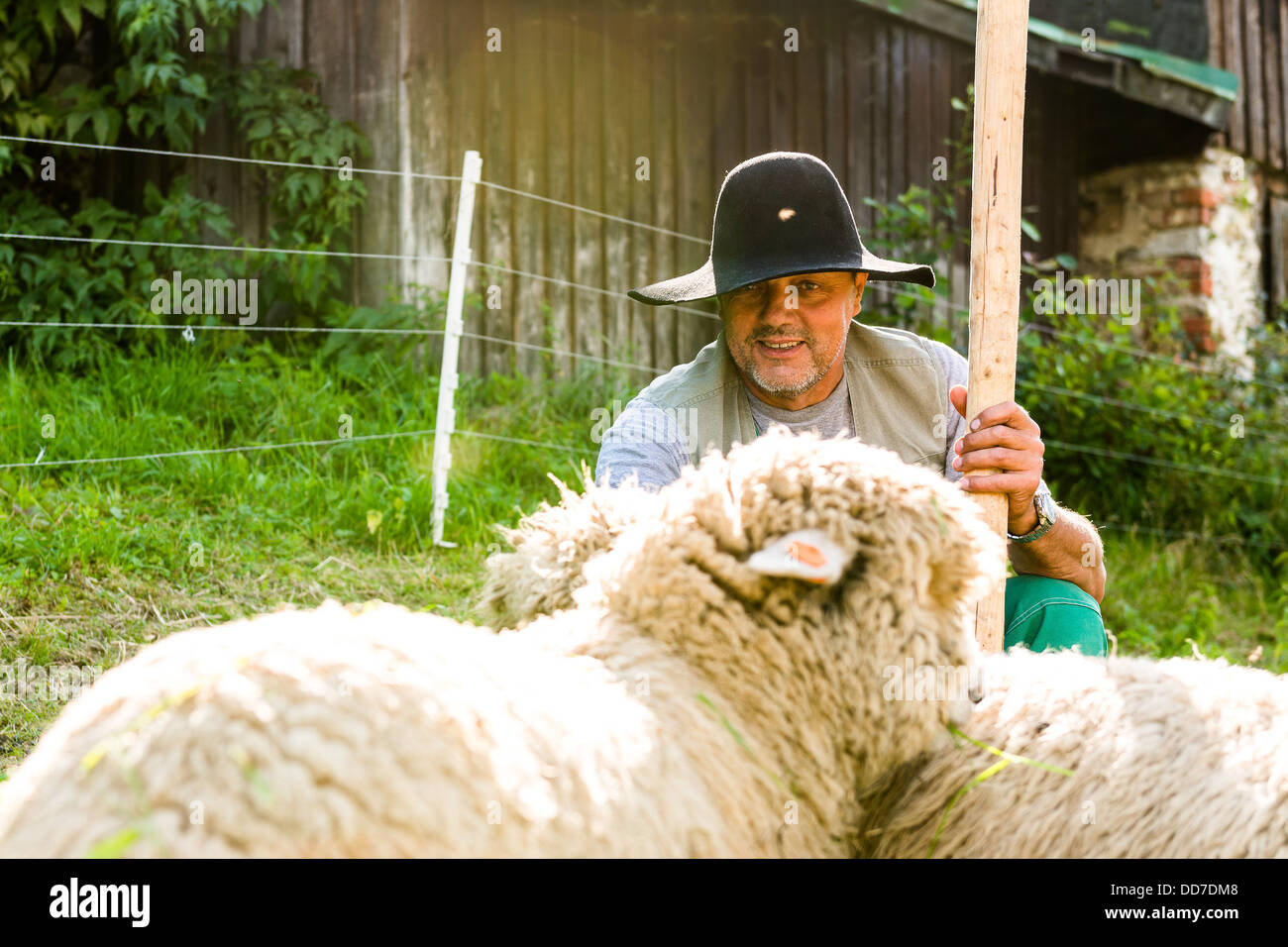 shepherd, sheep, Zdenek Vondruska Stock Photo - Alamy