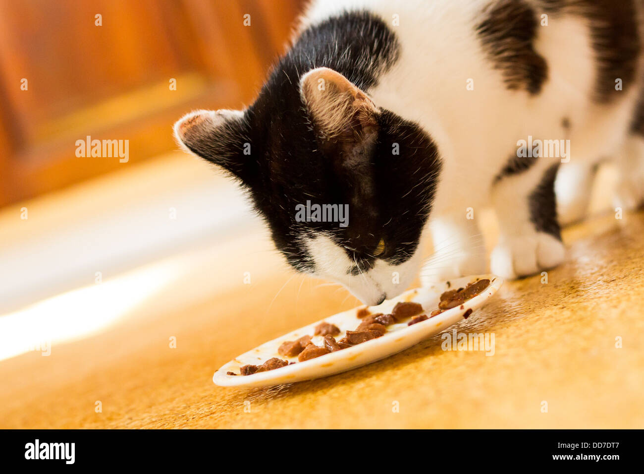 Cat, Felis silvestris catus, food, feeding Stock Photo - Alamy
