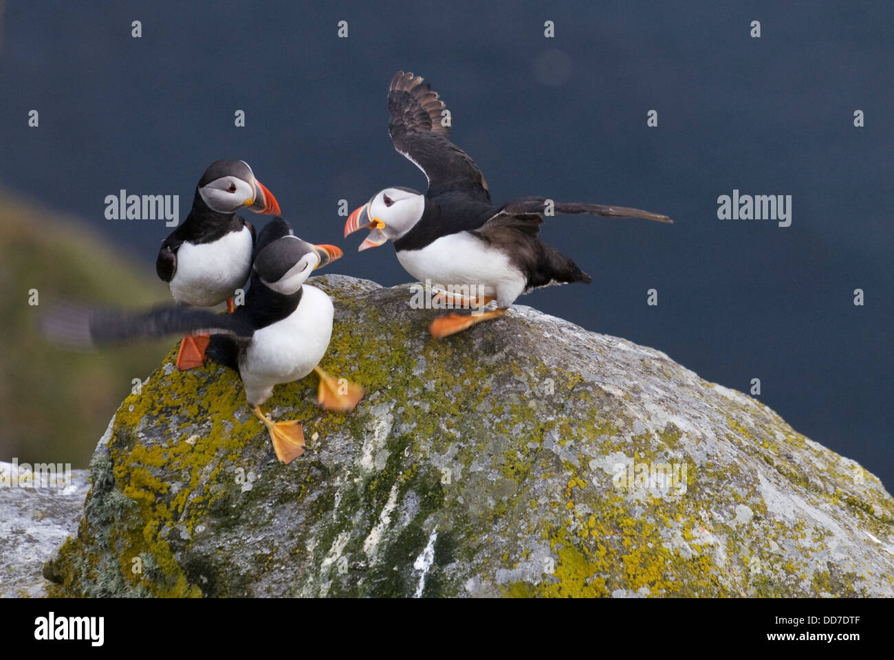 Atlantic puffin (Fratercula arctica), Runde, Norway Stock Photo - Alamy