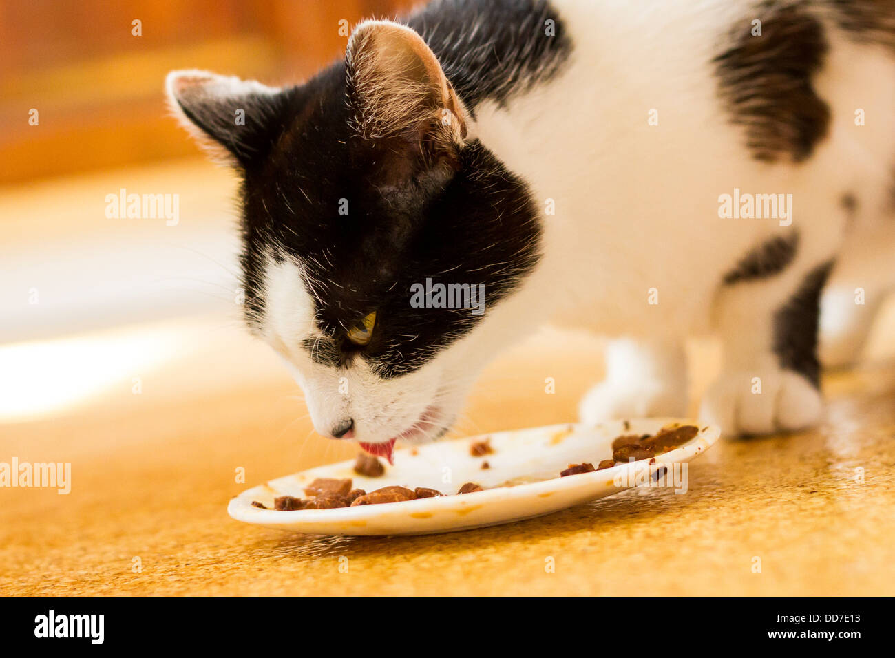 Cat, Felis silvestris catus, food, feeding Stock Photo - Alamy