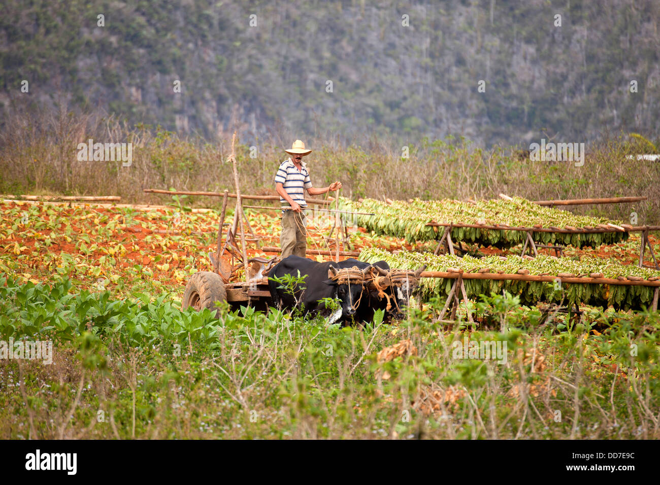 farmer with oxcart / ox-drawn carriage in the Vinales Valley, Vinales ...