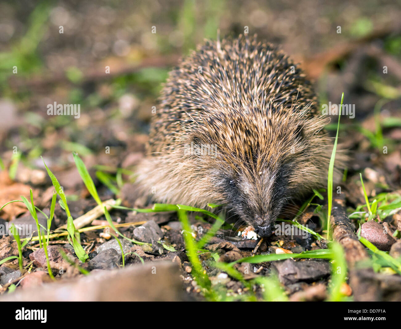 Tiggy Winkle Stock Photos & Tiggy Winkle Stock Images - Alamy