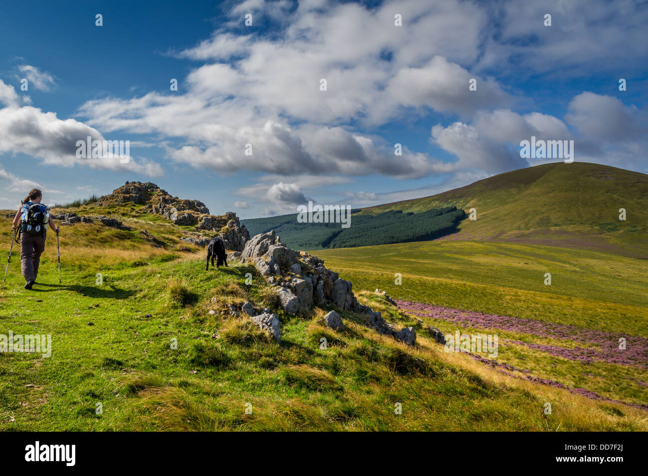 Female hiker admiring the view, ascending Hedgehope Hill in The ...