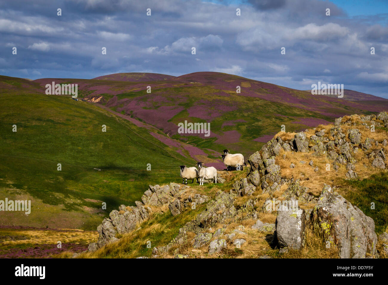 Ascending Hedgehope Hill, at Langlee Crags, in The Cheviots at the ...