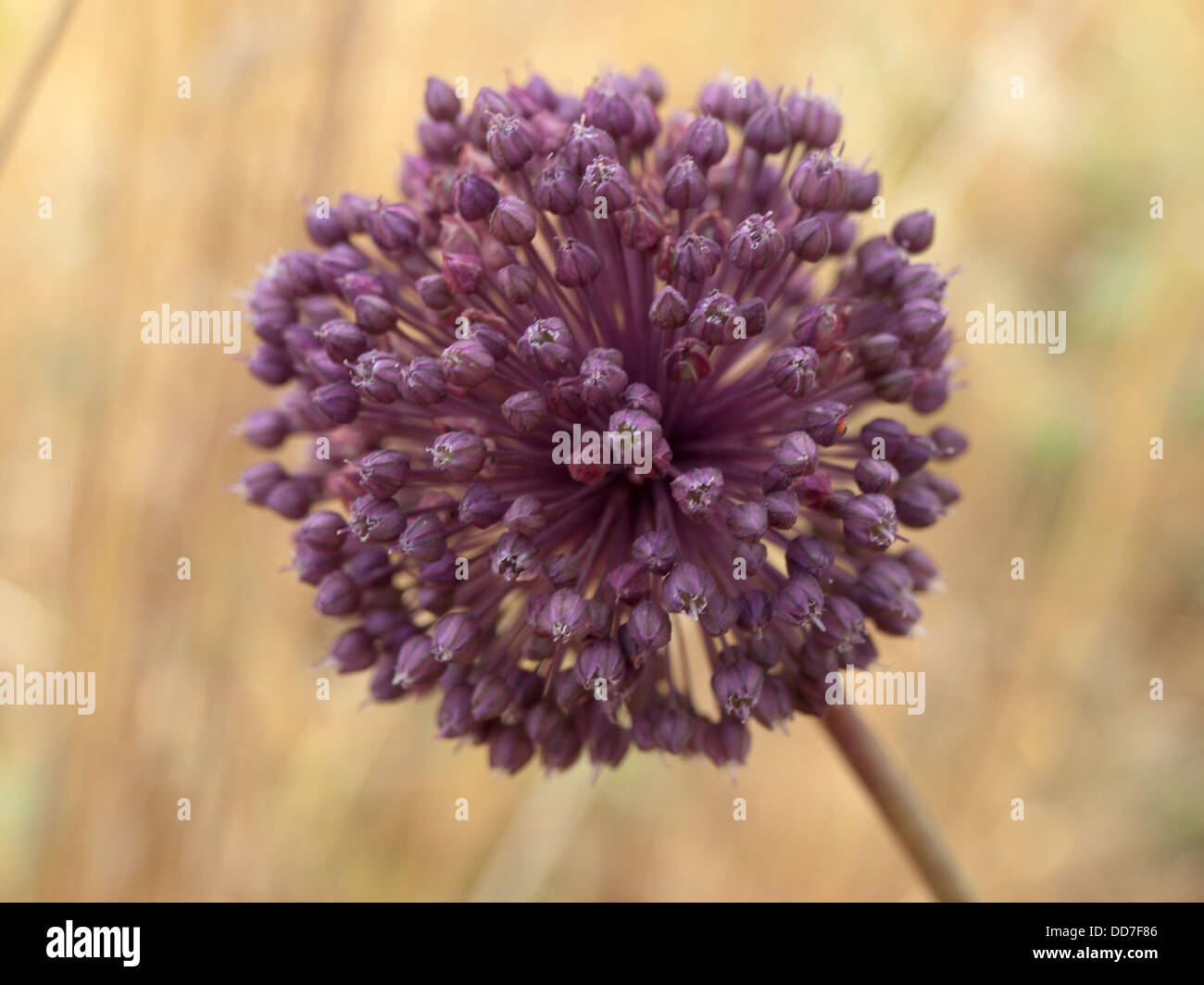 Flower of onion hi-res stock photography and images - Alamy