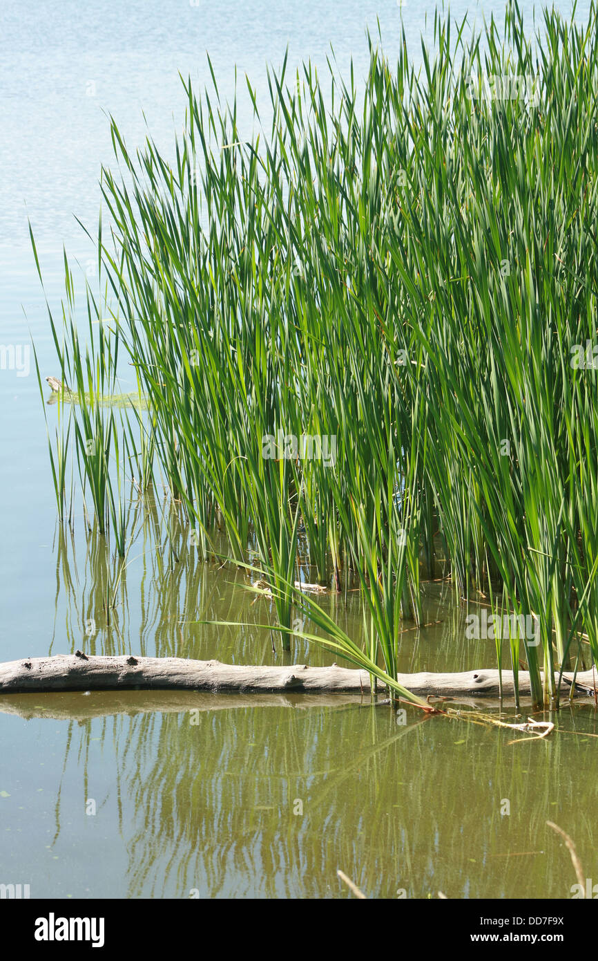 Log floating hi-res stock photography and images - Alamy